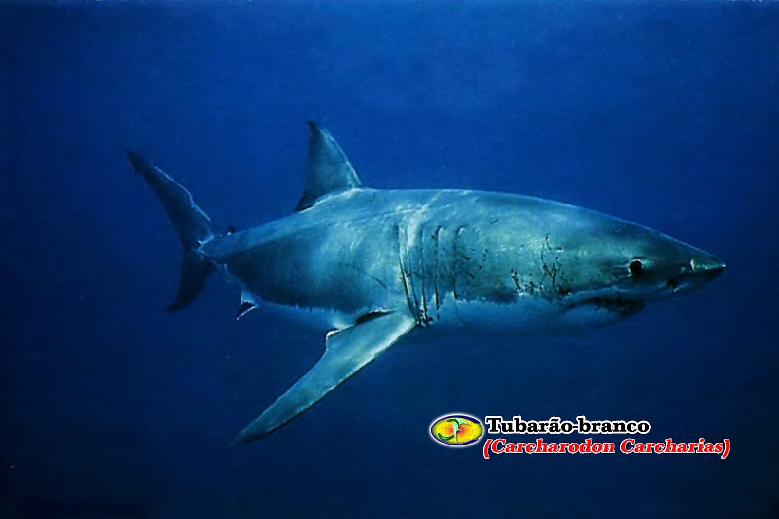 Zoologia: Tubarão-branco (Carcharodon carcharias)